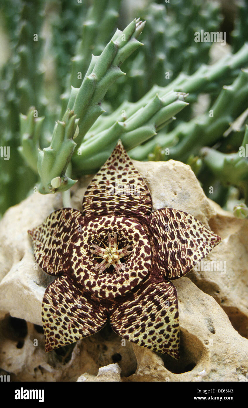 Orbea variegata hi-res stock photography and images - Alamy