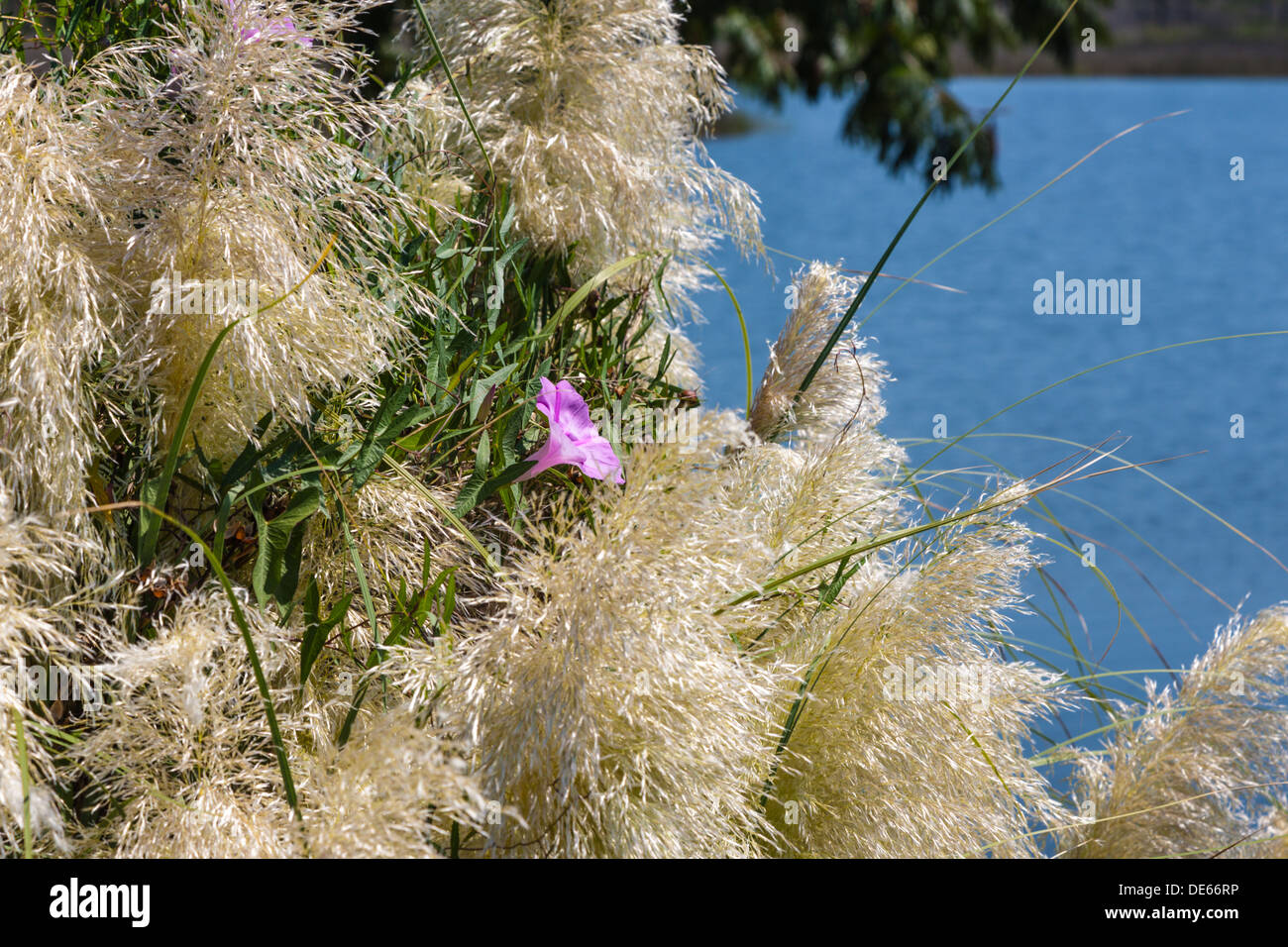 Purple flower blooming in a clump of Ravenna grass along a marshy ...