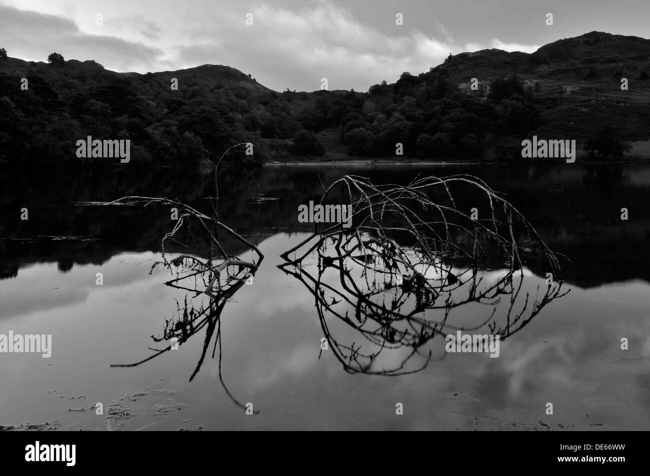 Branches in Water Stock Photo - Alamy