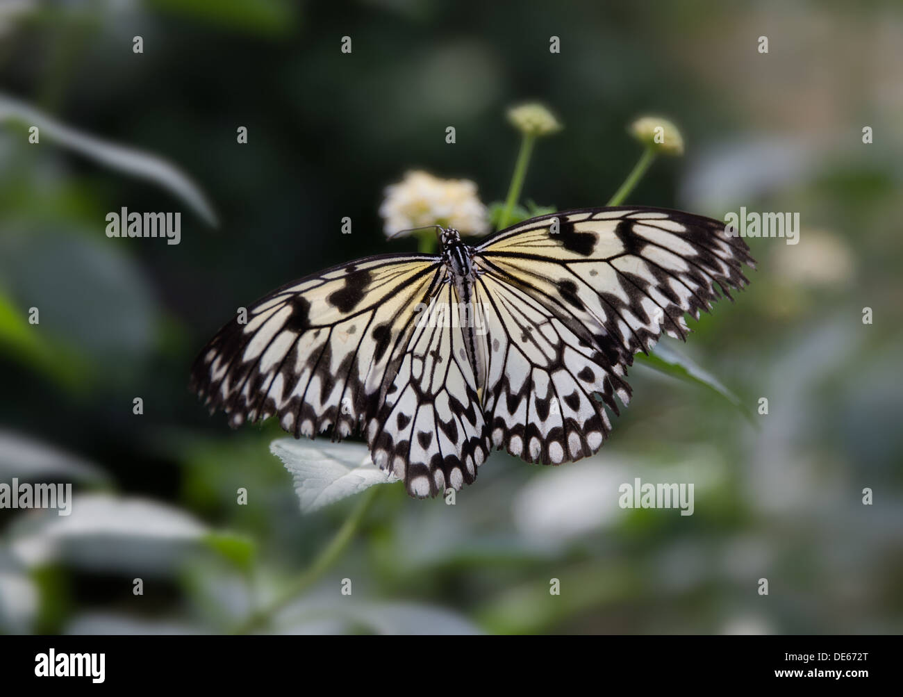 Wood nymph butterfly feeding Stock Photo - Alamy