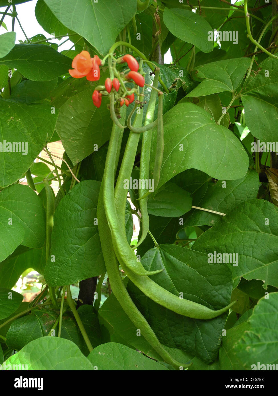 Runner Beans ready for harvesting Stock Photo - Alamy