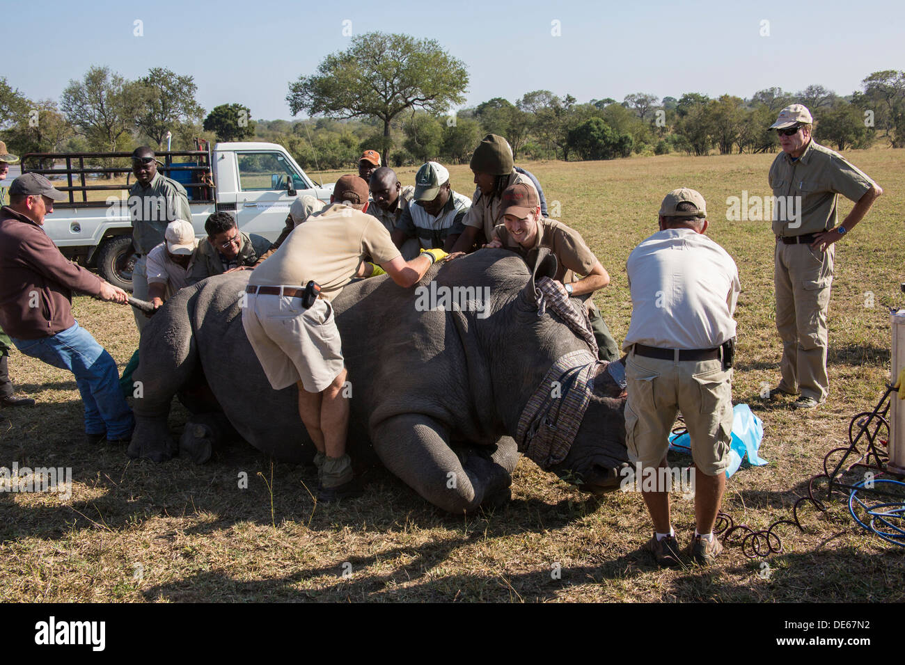 A tranquilized rhino bull being handled by fieldworkers during a rhino ...