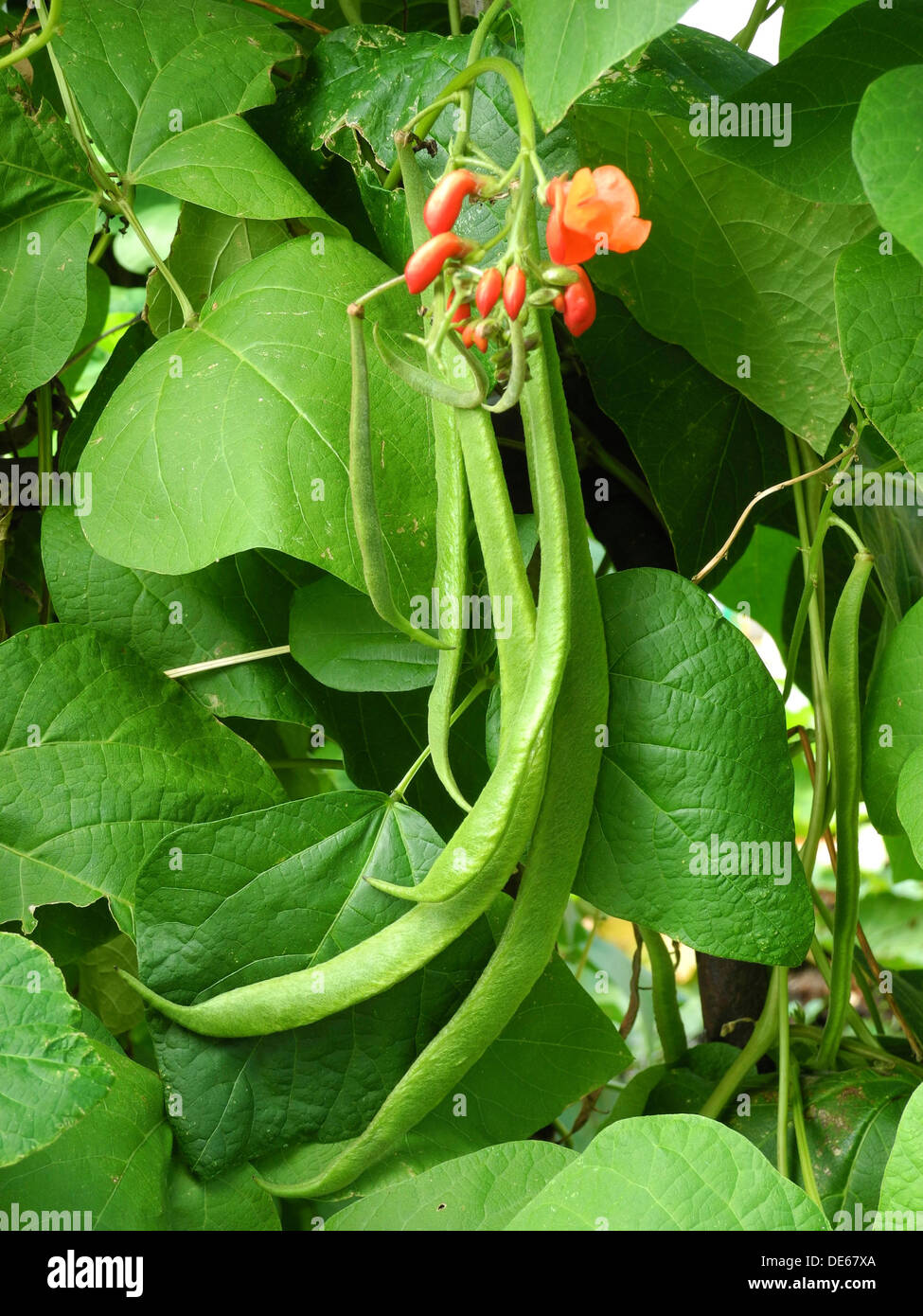 Runner Beans ready for harvesting Stock Photo - Alamy