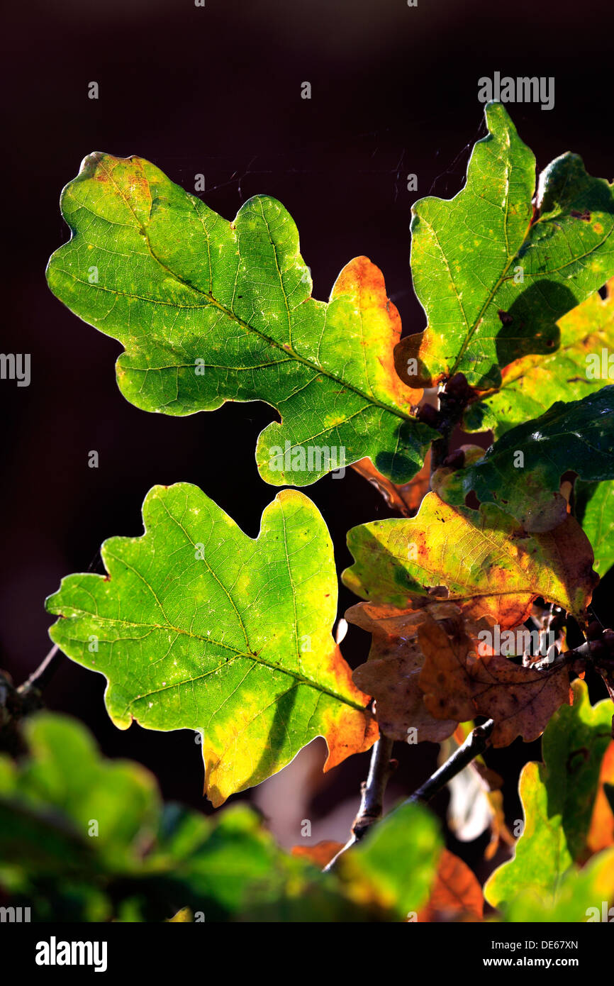 English Oak tree leaves in autumn colours, (Quercus robur Stock Photo ...