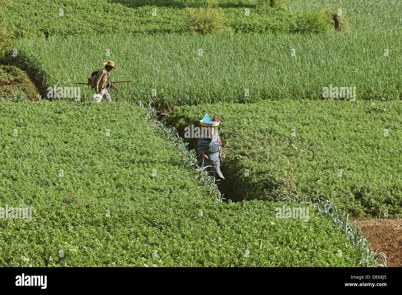 Guatemala Farmer High Resolution Stock Photography and Images - Alamy