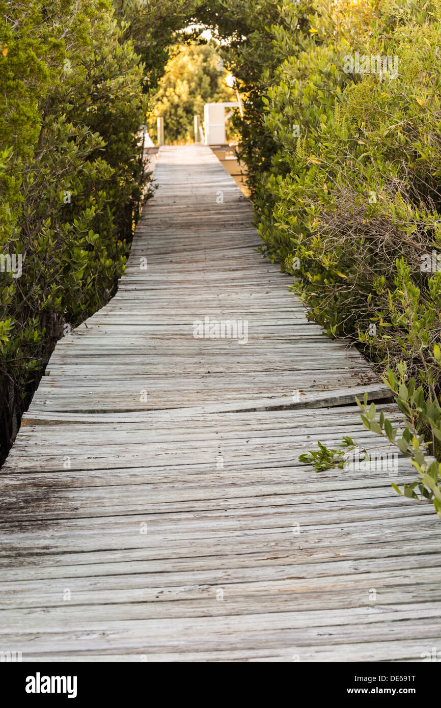 Wooden deck walkway over marsh land leads to commercial pier in Cedar ...