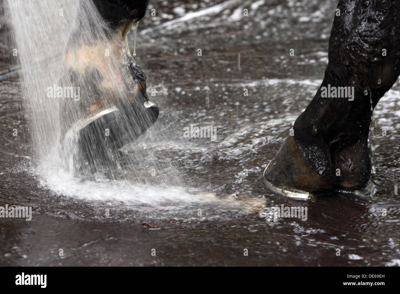 Iffezheim, Germany, hoof of a horse is cleaned with water Stock Photo ...