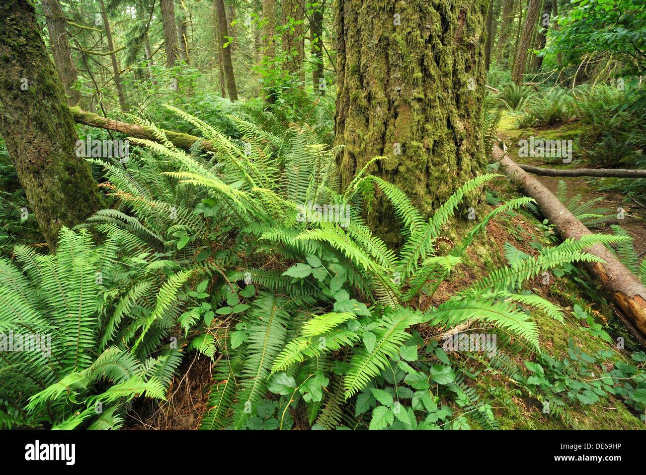 Fraser Fir Tree Stock Photos & Fraser Fir Tree Stock Images - Alamy