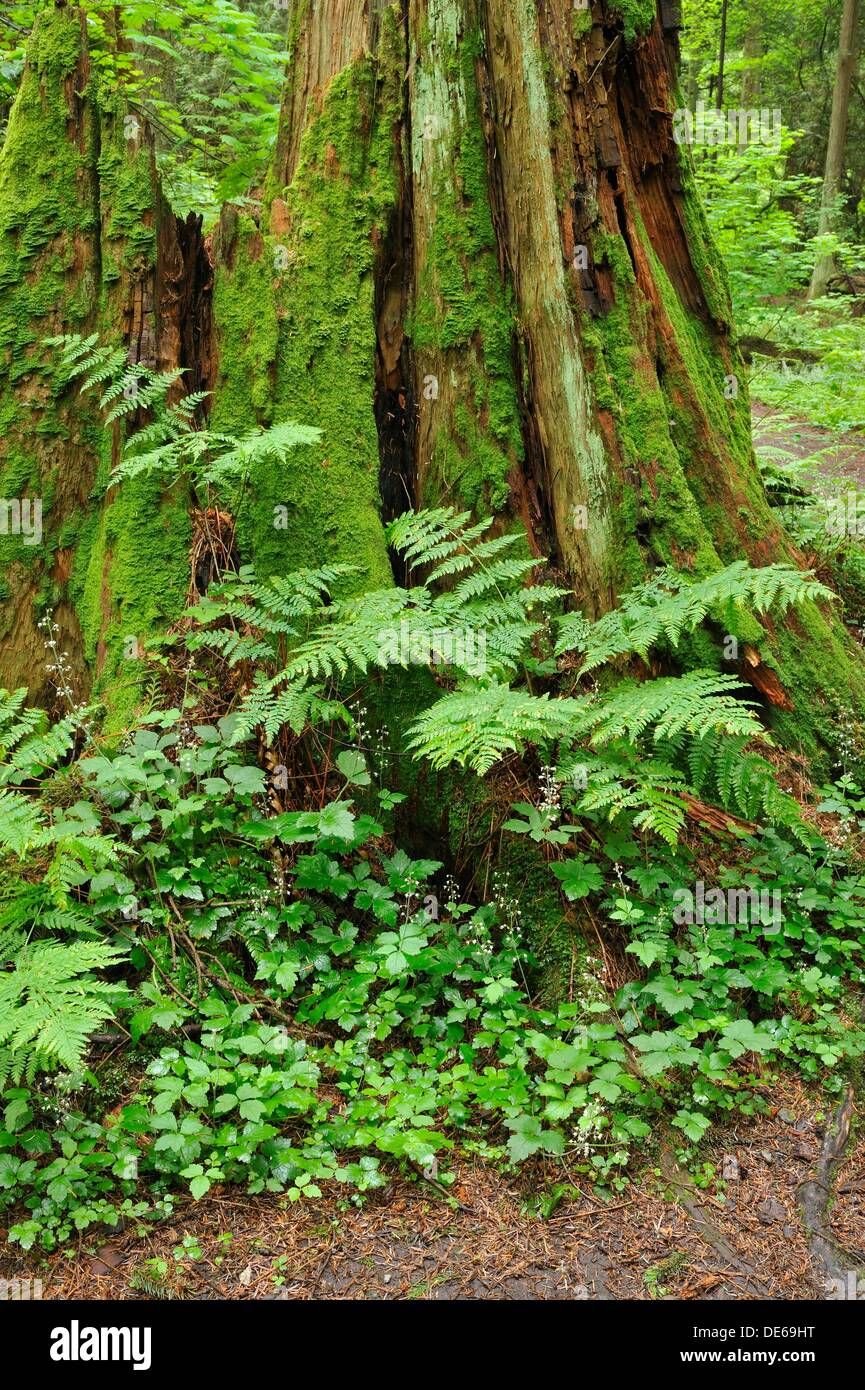 Red Thuja High Resolution Stock Photography and Images - Alamy