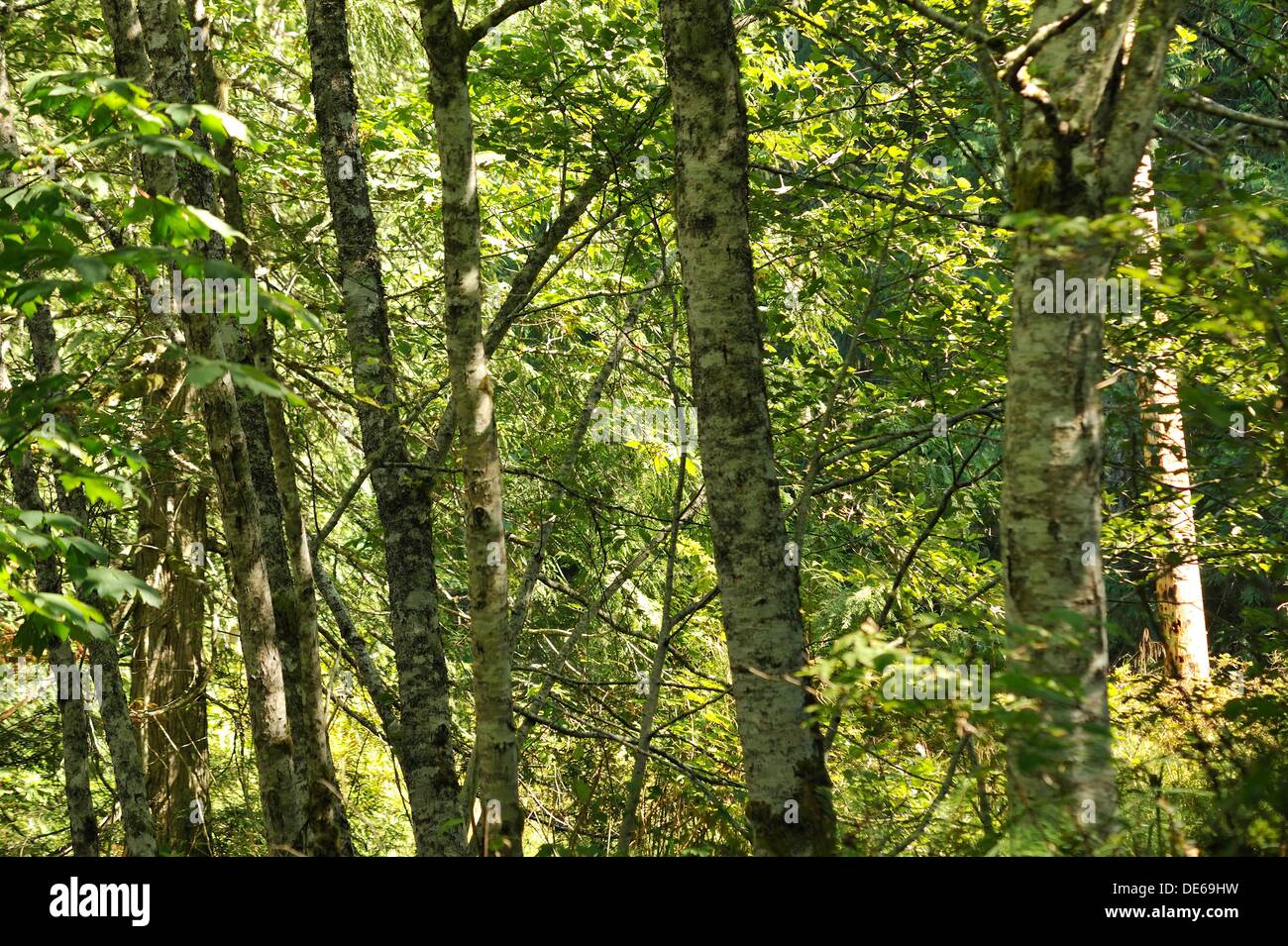 Red alder grove hi-res stock photography and images - Alamy