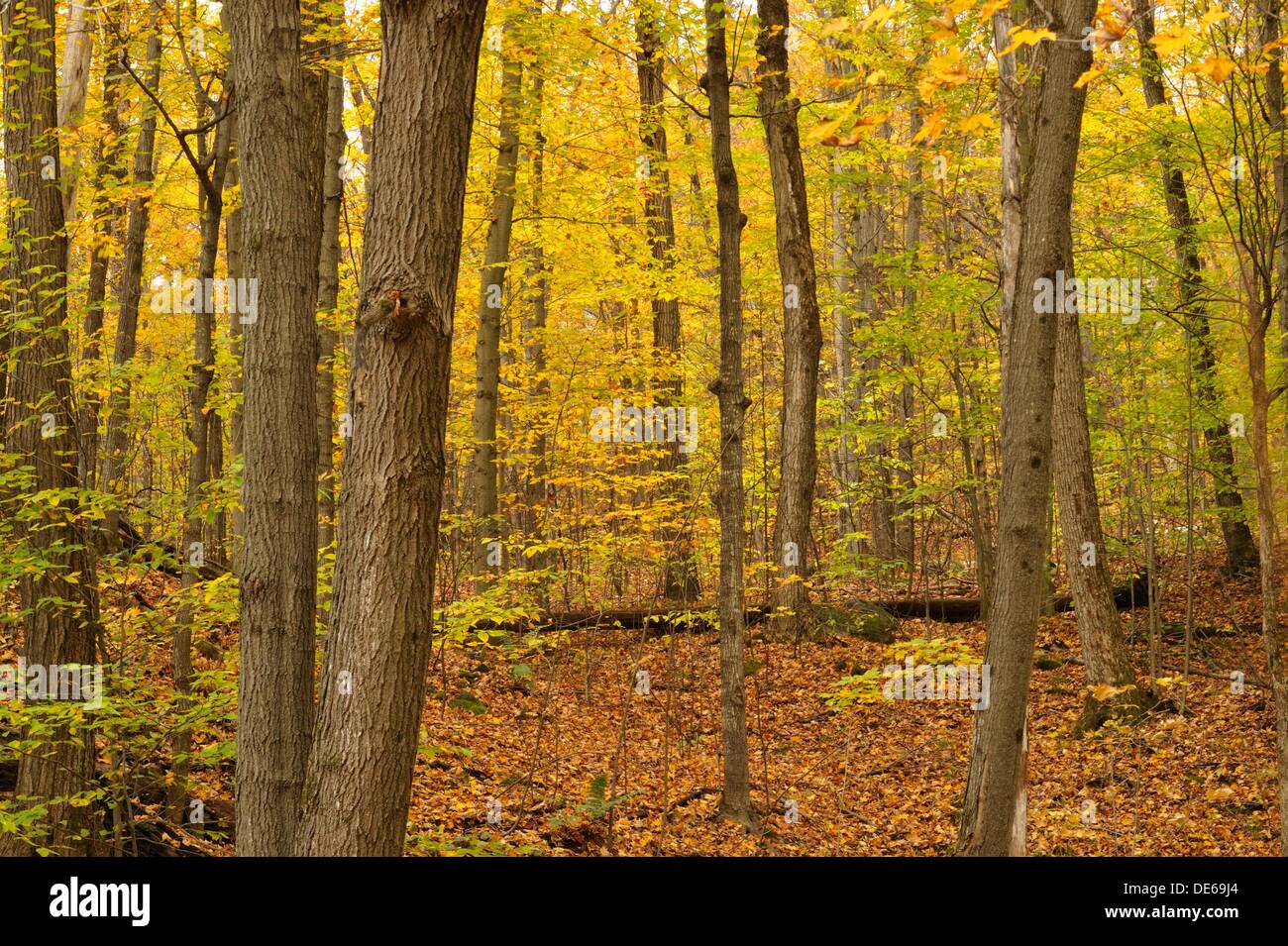forest in autumn, Gatineau Park, Quebec, Canada Stock Photo - Alamy