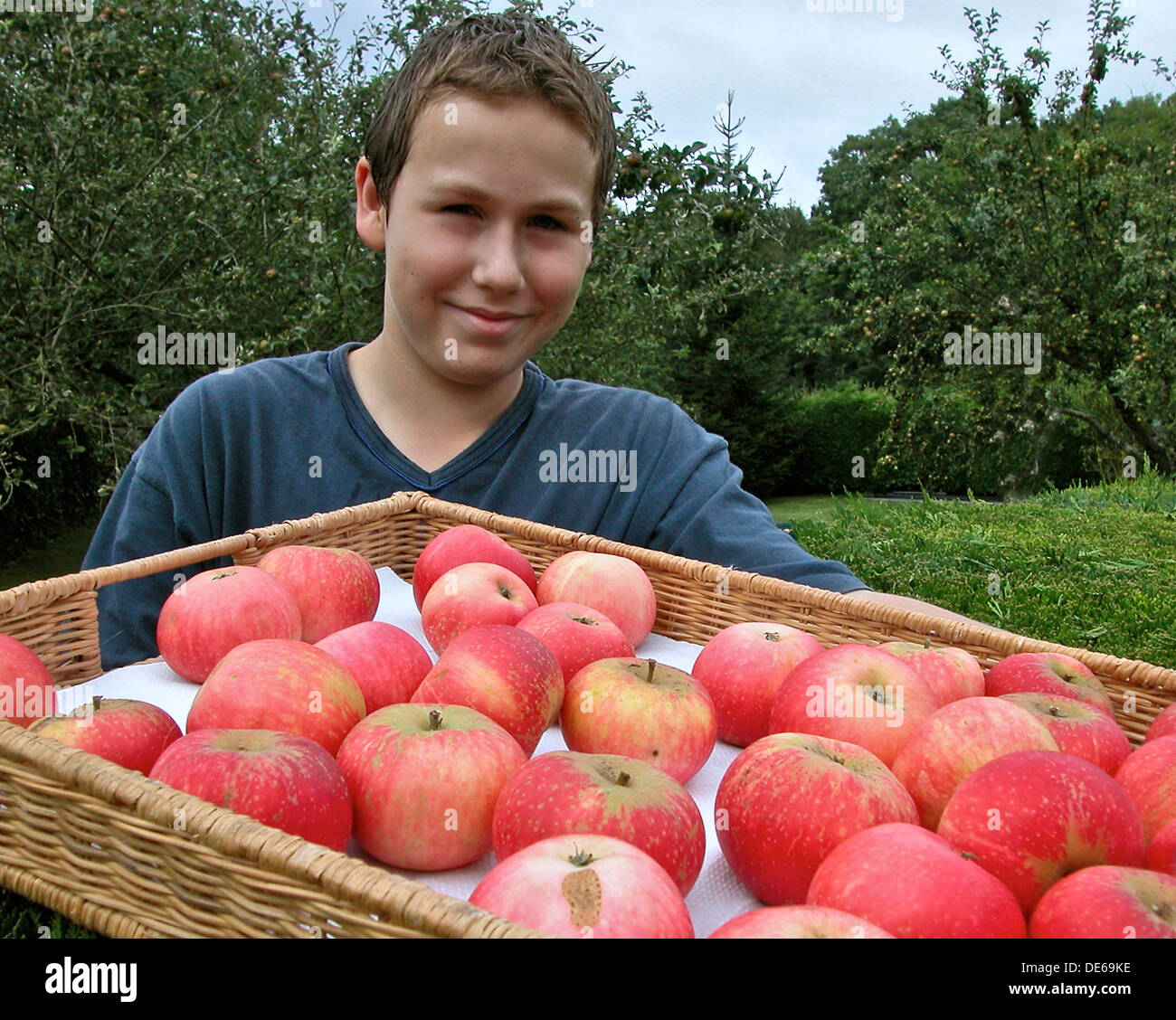 Discovery apples harvested Stock Photo - Alamy