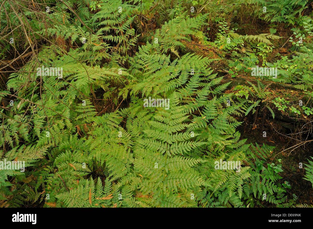 Lady fern british columbia hi-res stock photography and images - Alamy