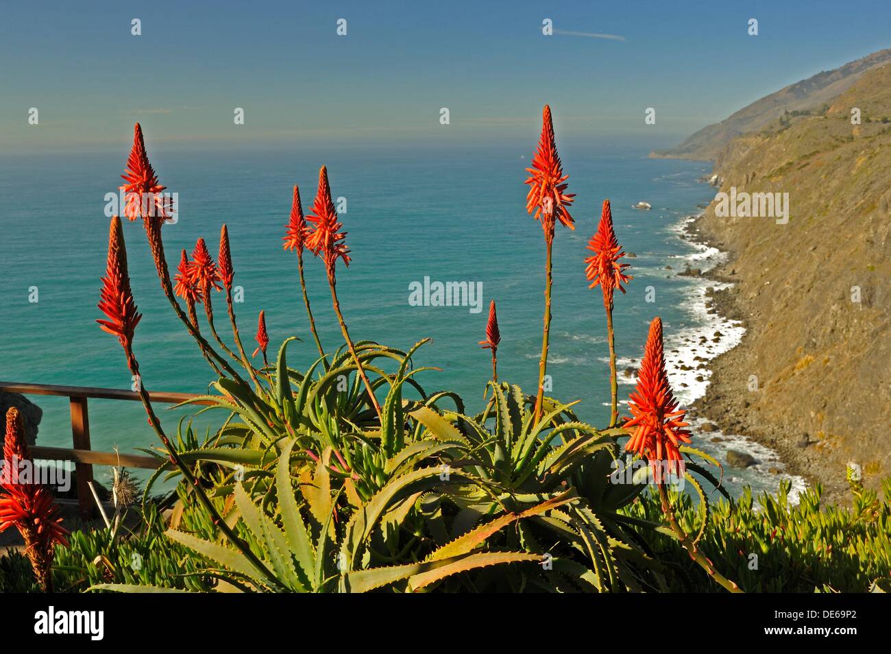 Aloe Spp High Resolution Stock Photography and Images - Alamy