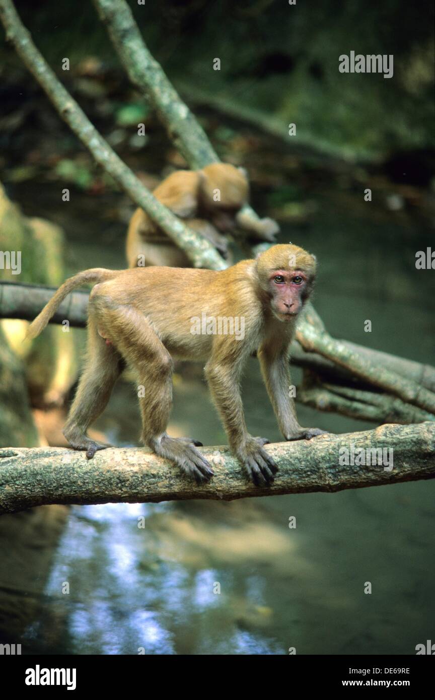 Mucaca hi-res stock photography and images - Alamy