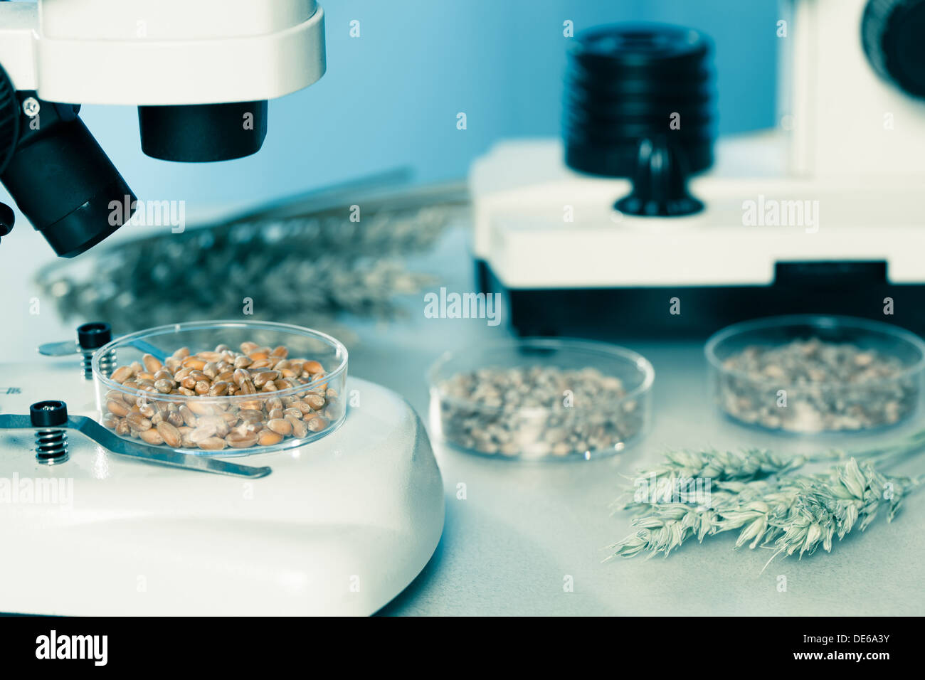 Corn research genetic testing hi-res stock photography and images - Alamy