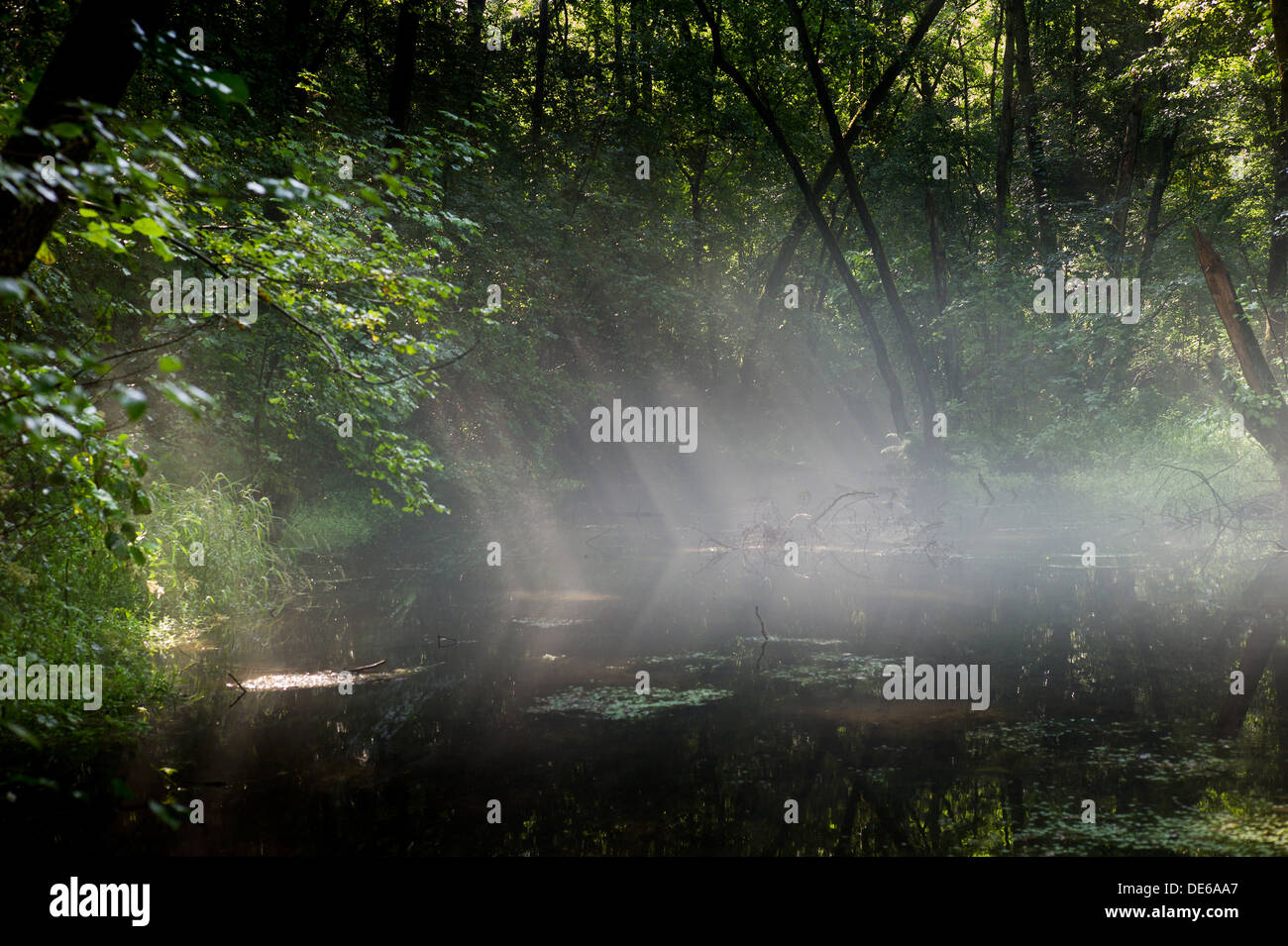 Rhumspringe, Germany, mist over the Rhumequelle Stock Photo - Alamy