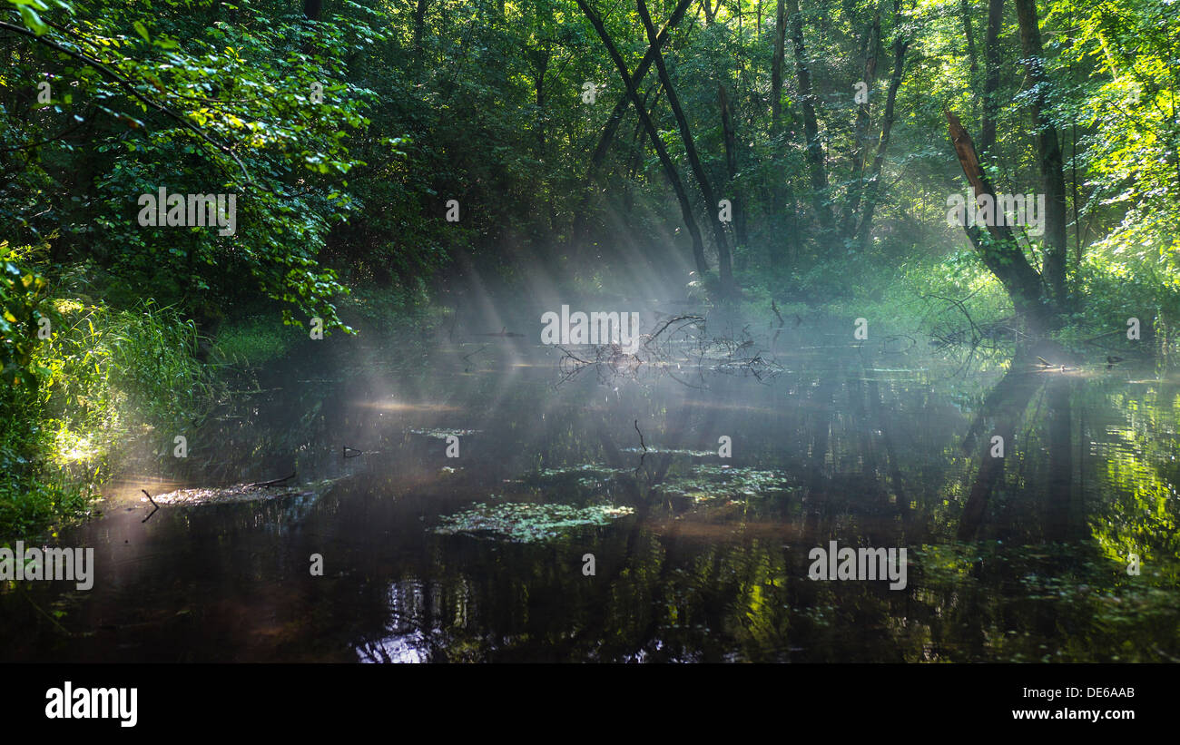 Rhumspringe, Germany, mist over the Rhumequelle Stock Photo - Alamy