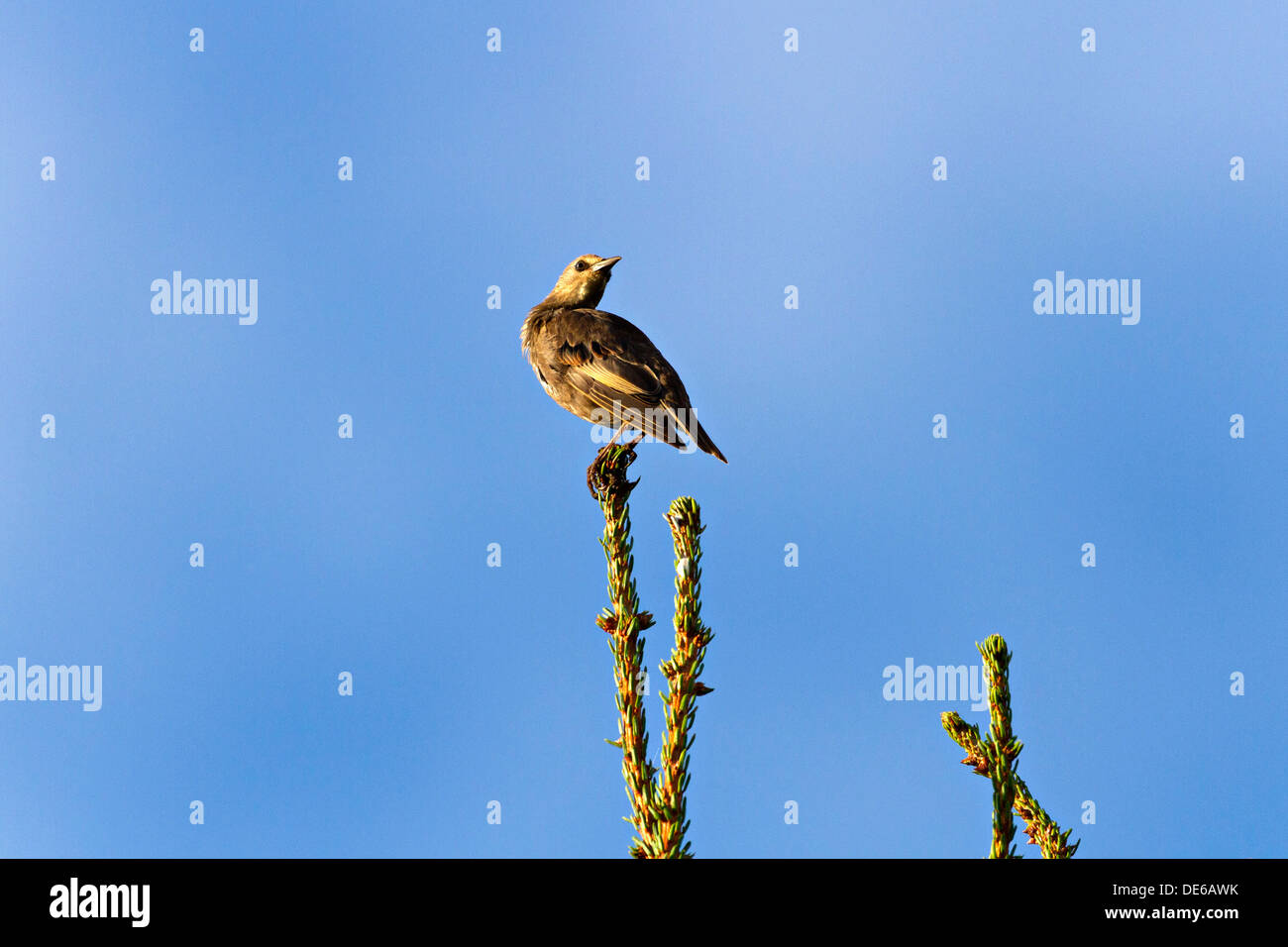 Female starling hi-res stock photography and images - Alamy