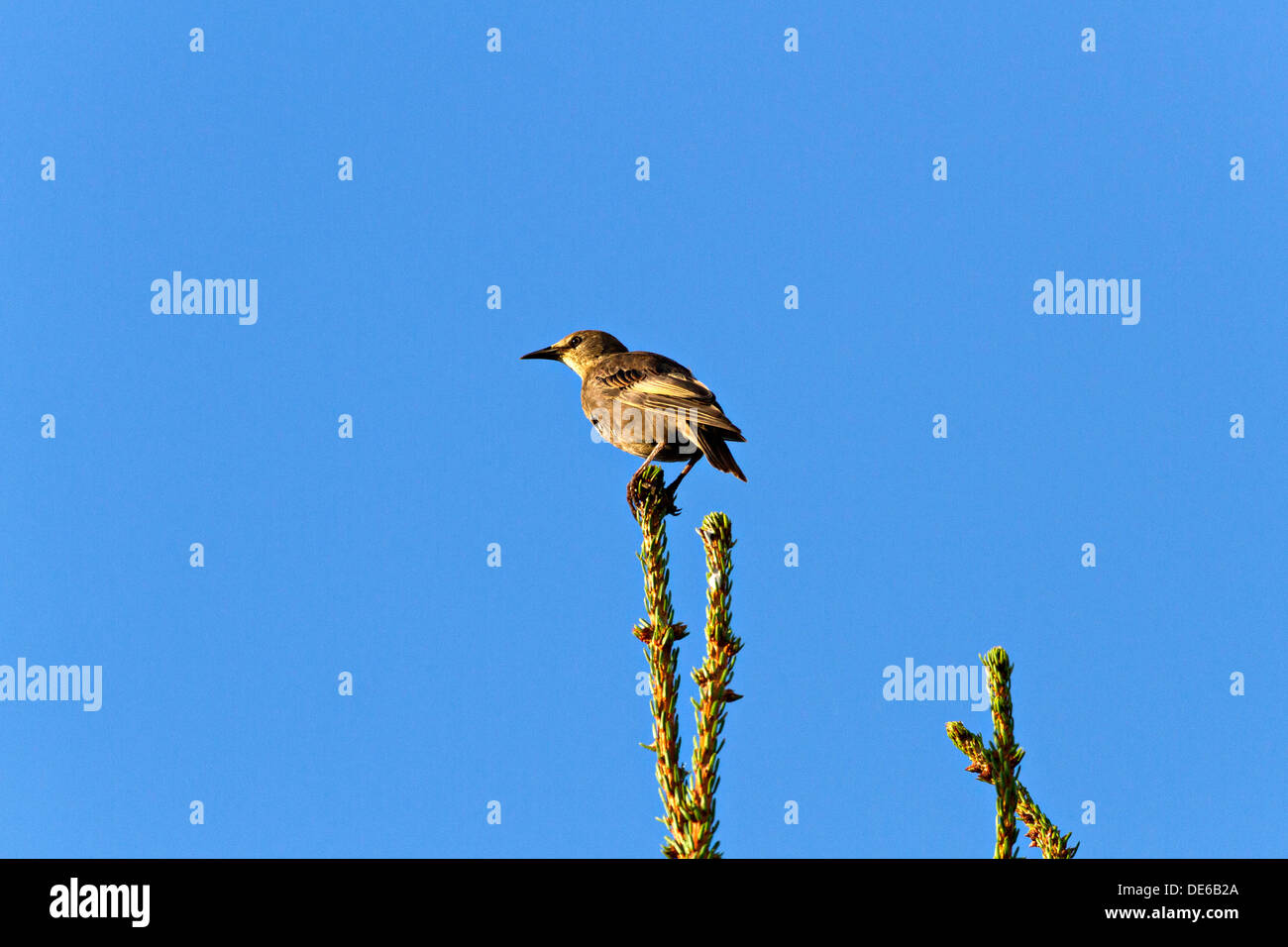 Female starling hi-res stock photography and images - Alamy