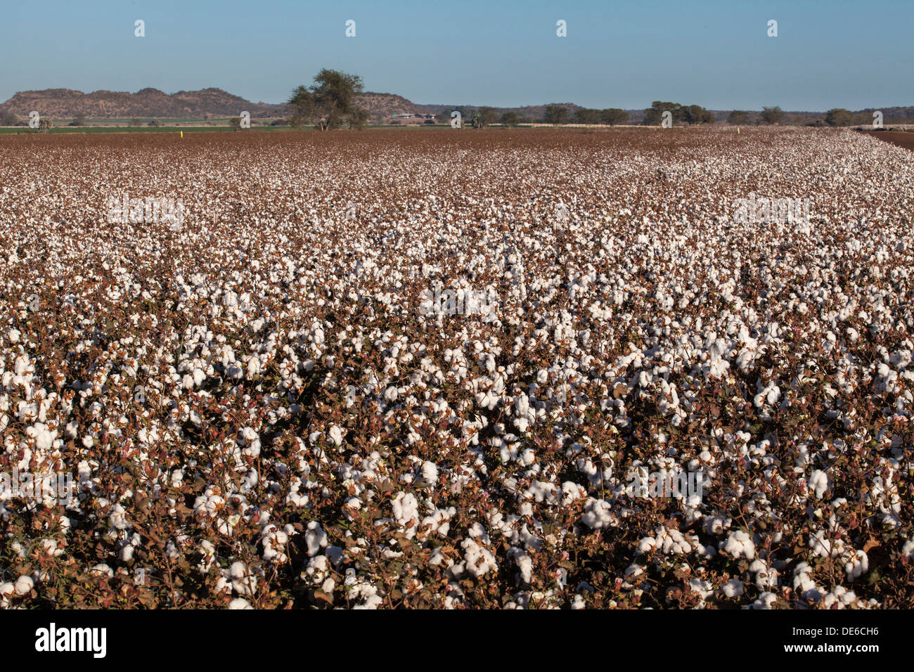 Cotton farming africa hi-res stock photography and images - Alamy