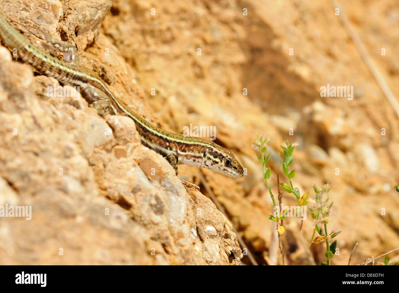 Podarcis cretensis hi-res stock photography and images - Alamy