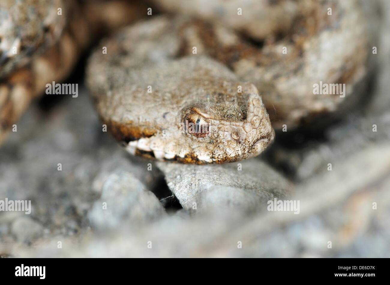 Nose Horned Viper Greece High Resolution Stock Photography and Images ...