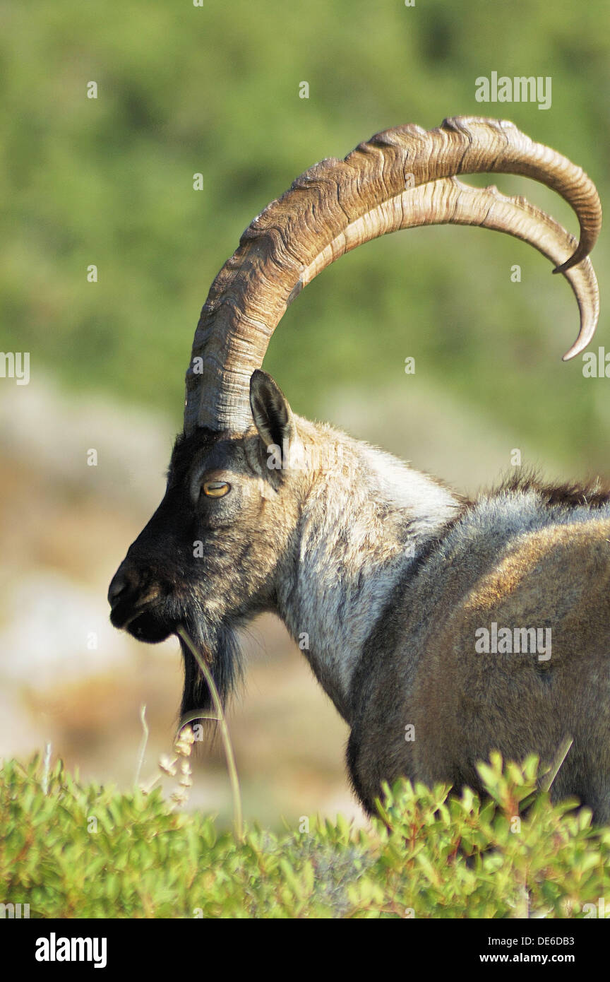Capra Aegagrus Horn High Resolution Stock Photography and Images - Alamy