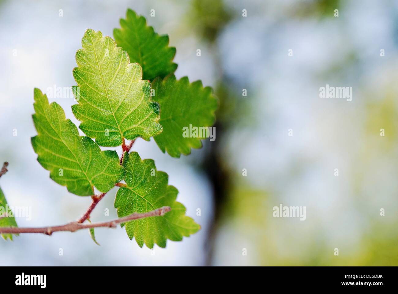 Zelkova crete hi-res stock photography and images - Alamy