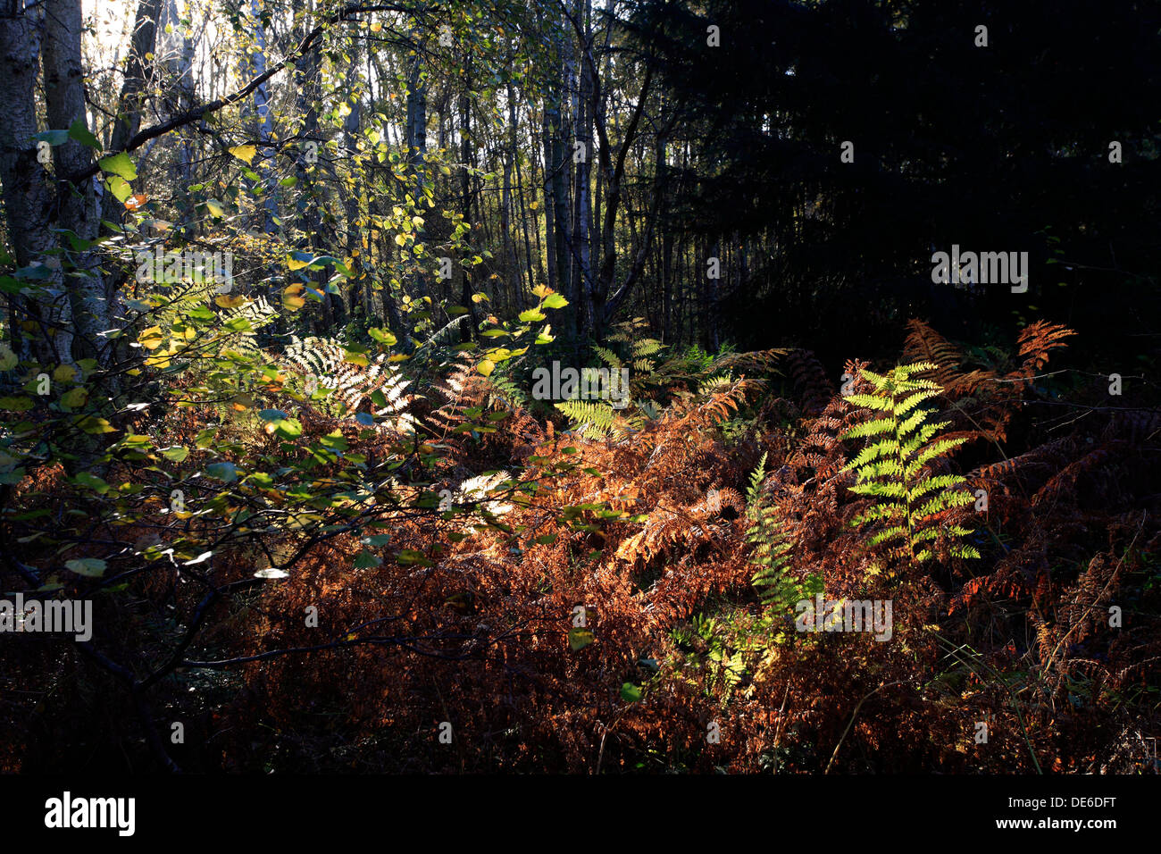 Fern, Bracken in autumn colours (Pteridium aquilinum) one of the ...