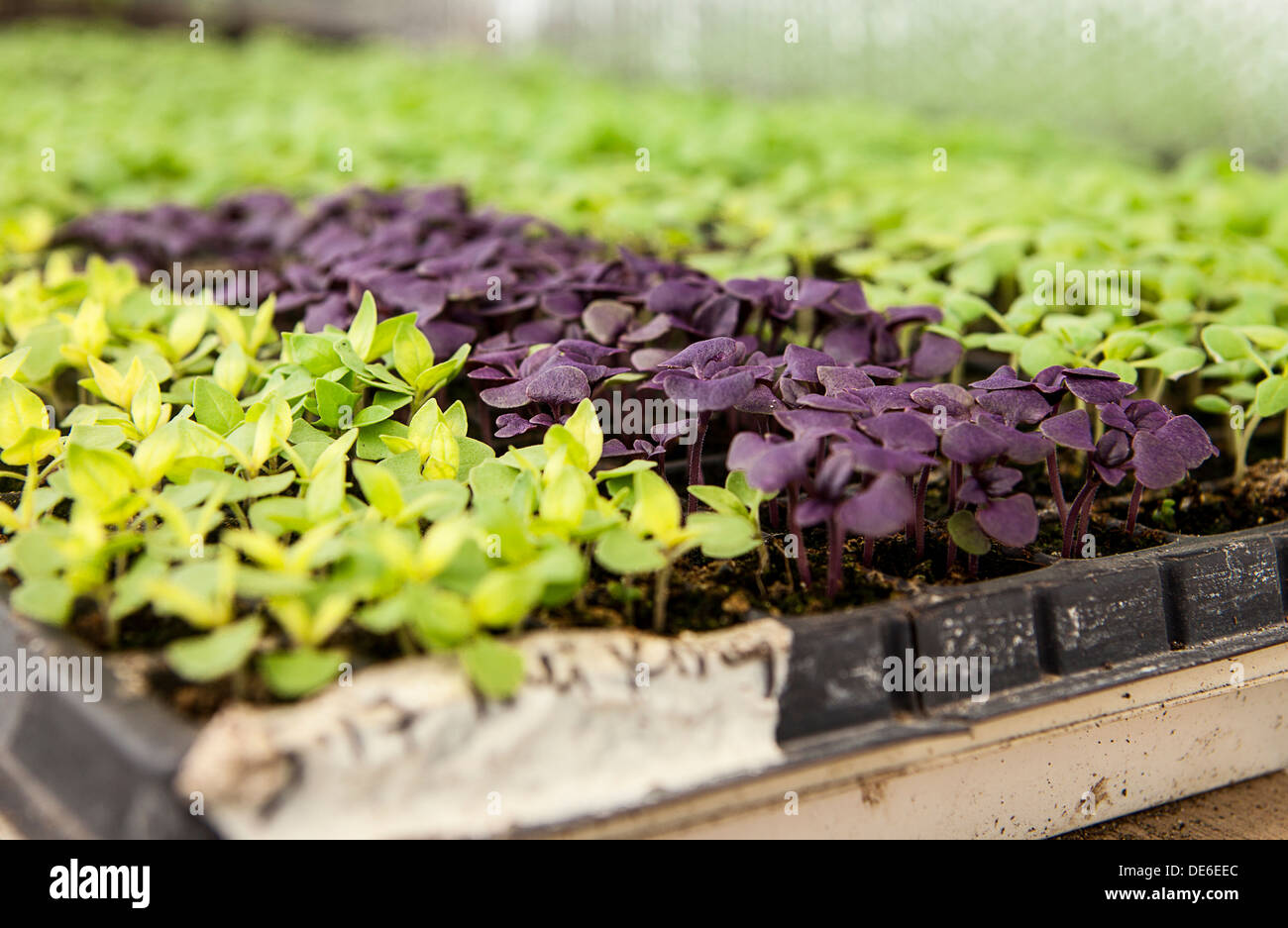Growing lettuce and tray hi-res stock photography and images - Alamy
