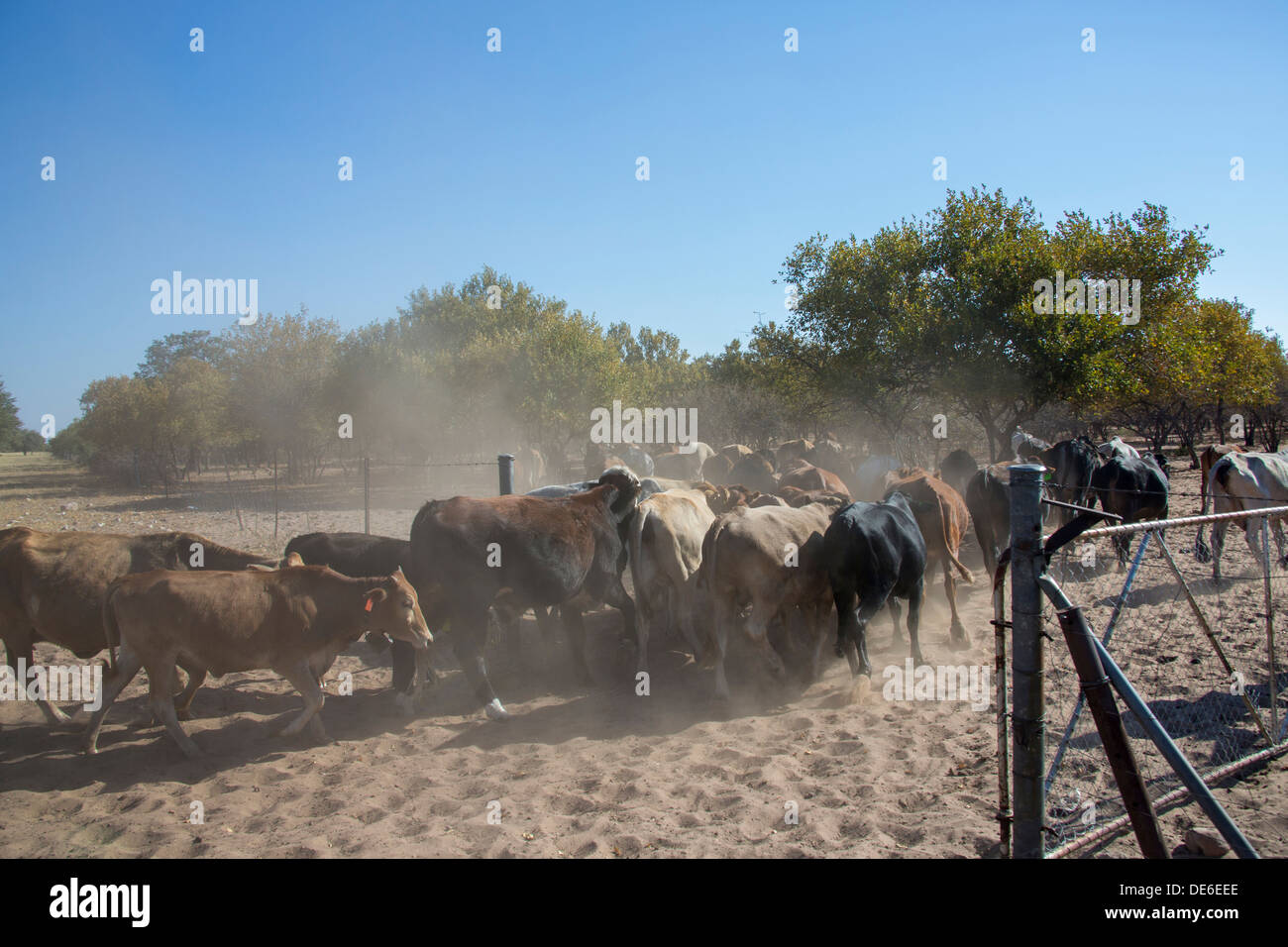 Beef cattle walking through a gate in Central Botswana Stock Photo - Alamy