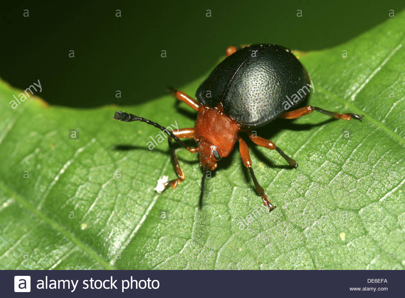 Amazon Beetle Stock Photos & Amazon Beetle Stock Images - Alamy