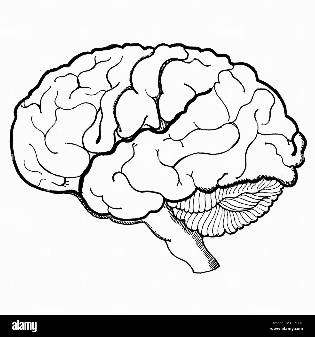 Ear brain anatomy Cut Out Stock Images & Pictures - Alamy