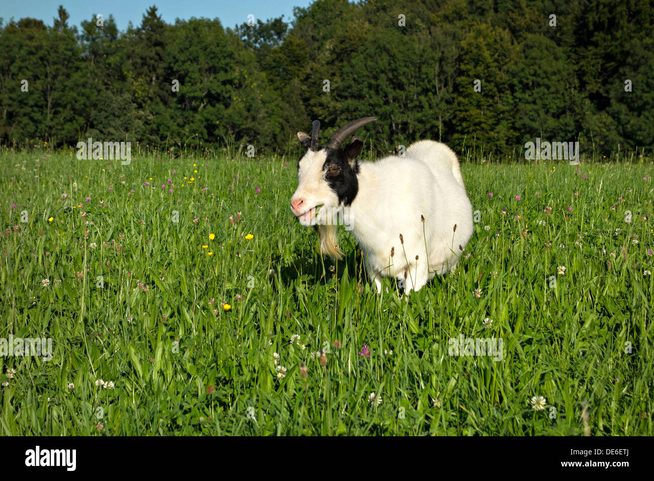 White Goat chewing on grass in green field, Chiemgau Upper Bavaria ...