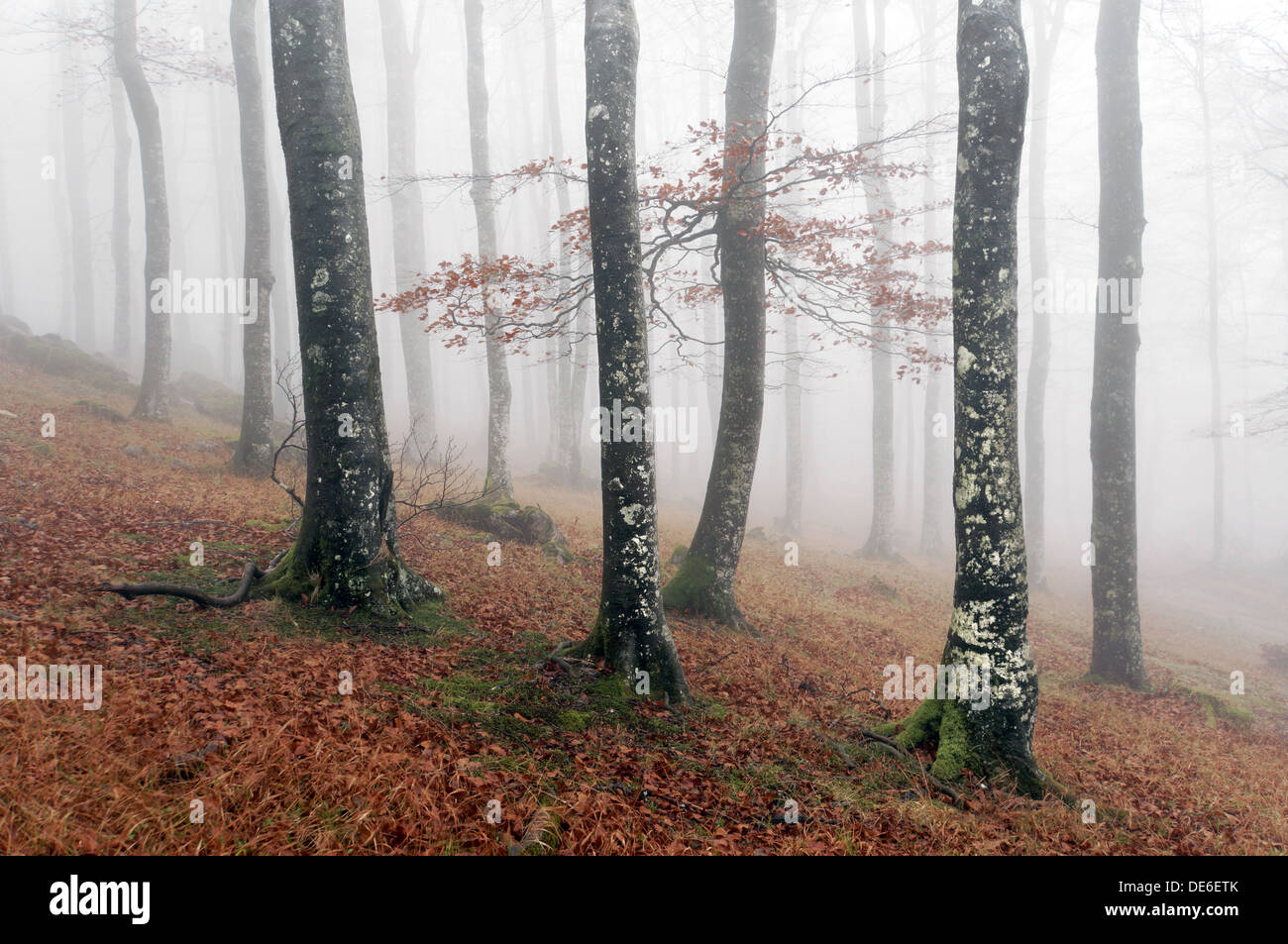 Fog and beech forest hi-res stock photography and images - Alamy
