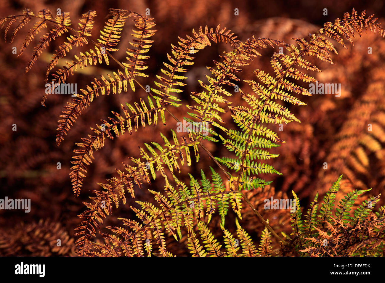 Fern, Bracken in autumn colours (Pteridium aquilinum) one of the ...