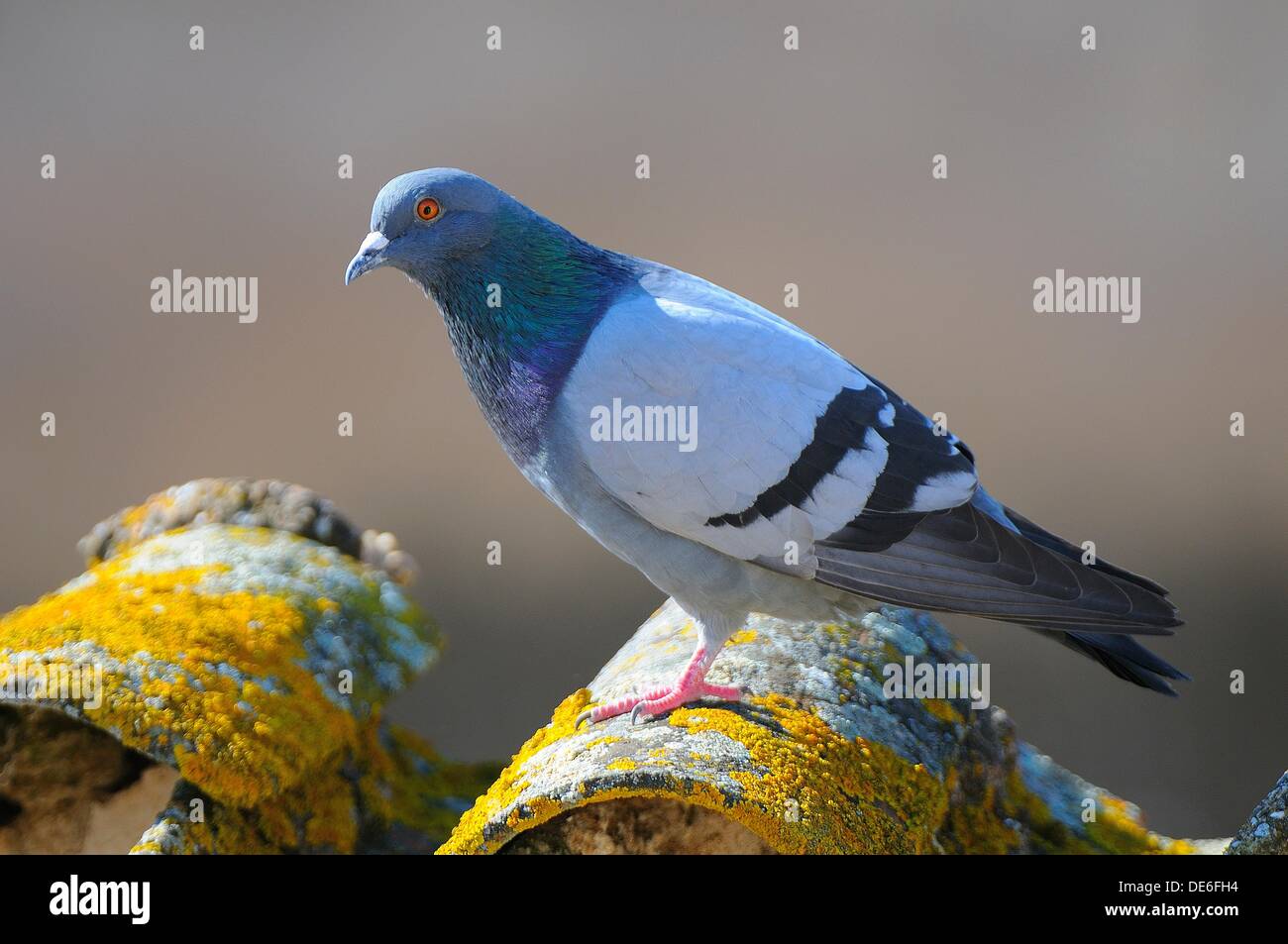 Livia family hi-res stock photography and images - Alamy