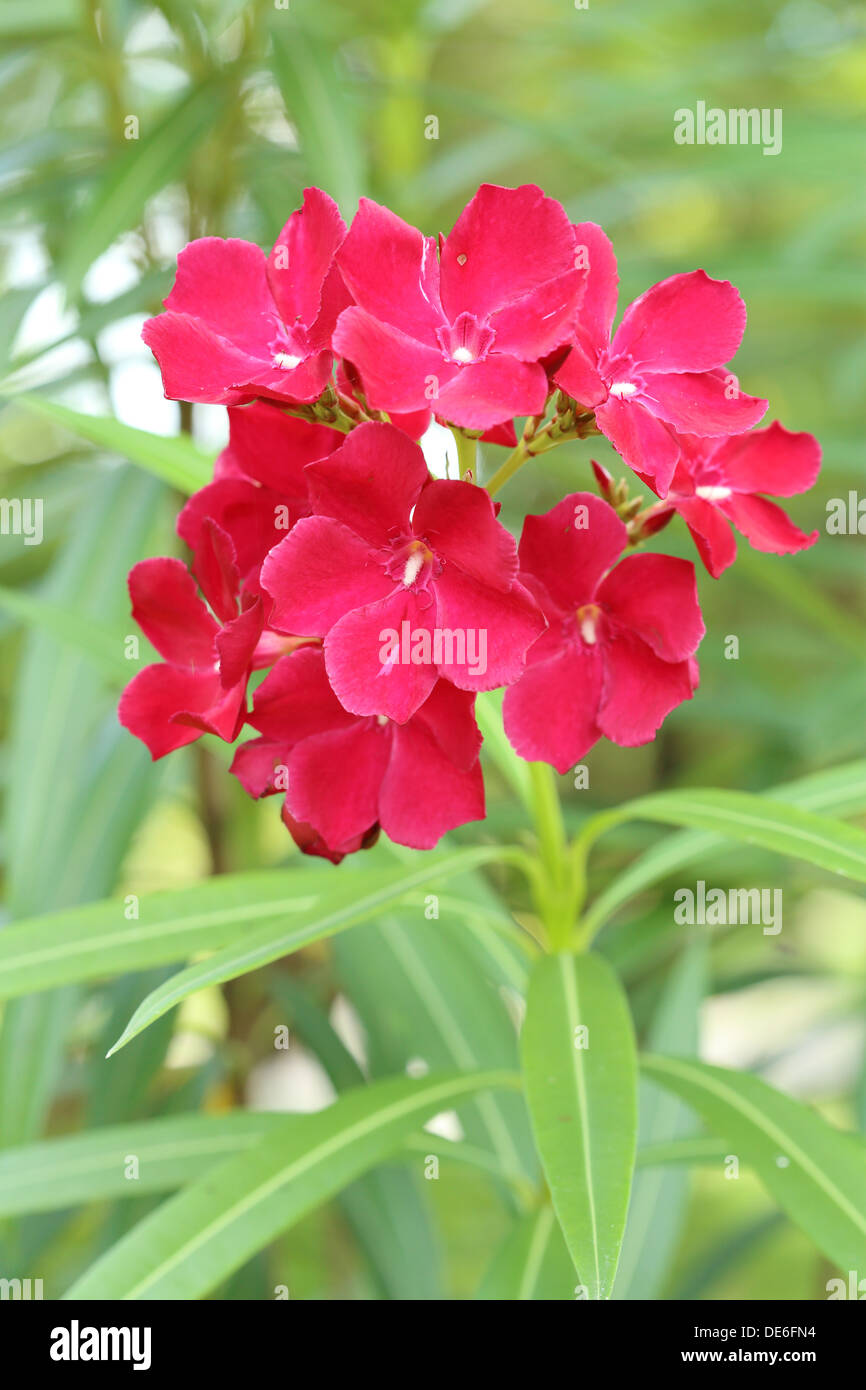 Nerium oleander l hi-res stock photography and images - Alamy