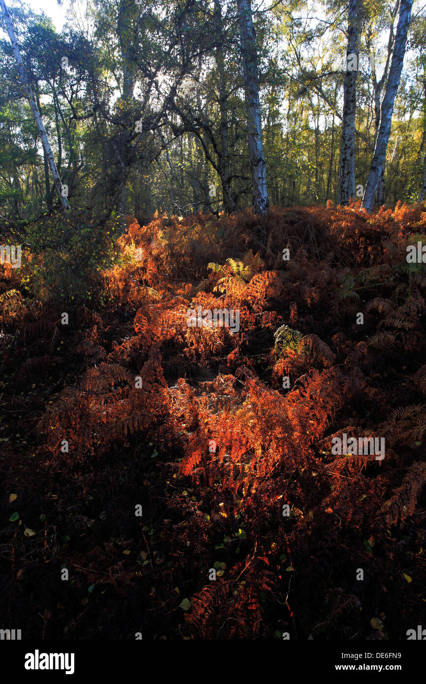 Fern, Bracken in autumn colours (Pteridium aquilinum) one of the ...