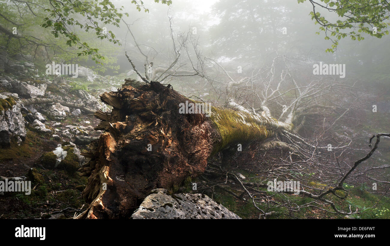 Tree trunk fallen leaf hi-res stock photography and images - Alamy