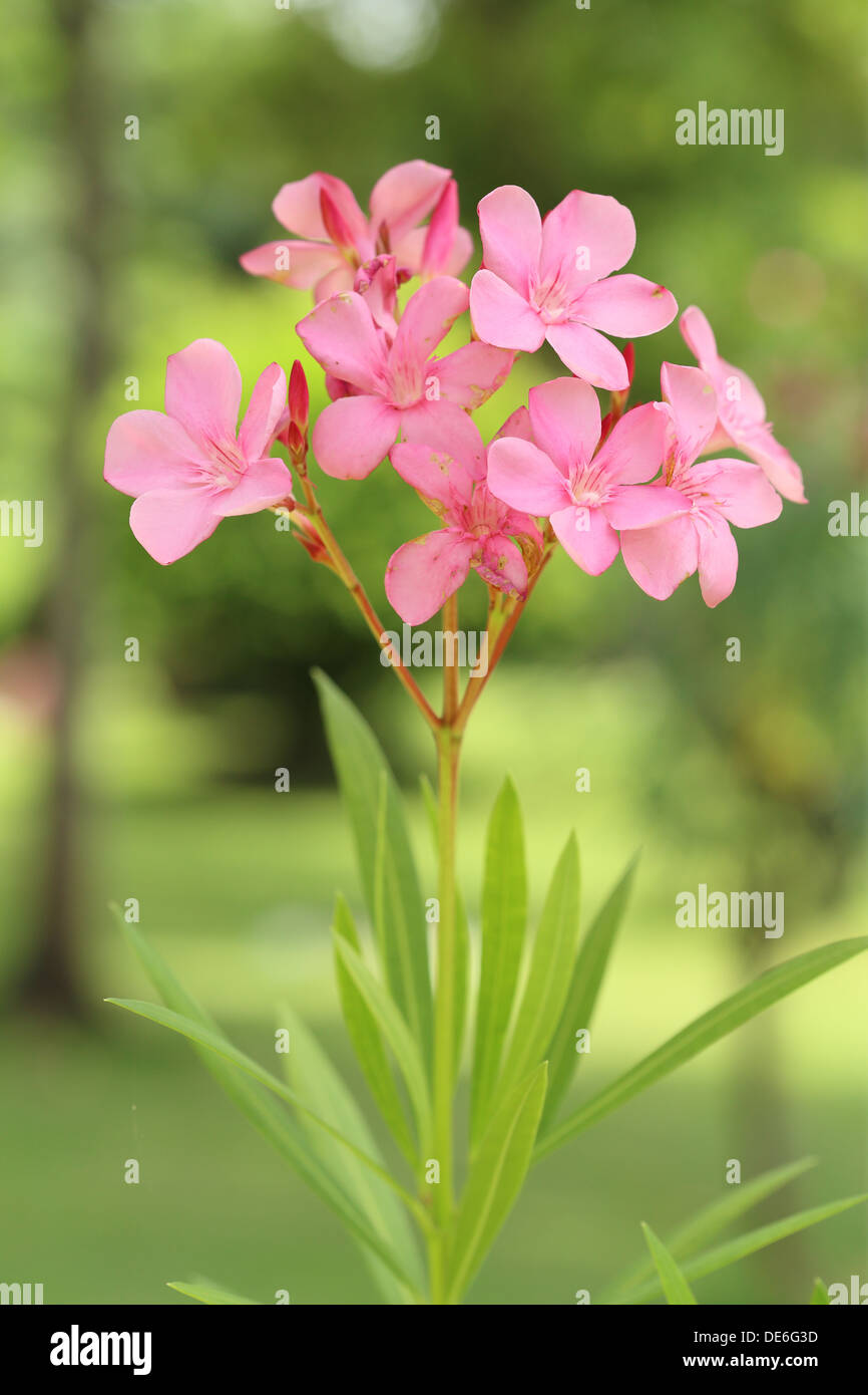 Oleandes hi-res stock photography and images - Alamy