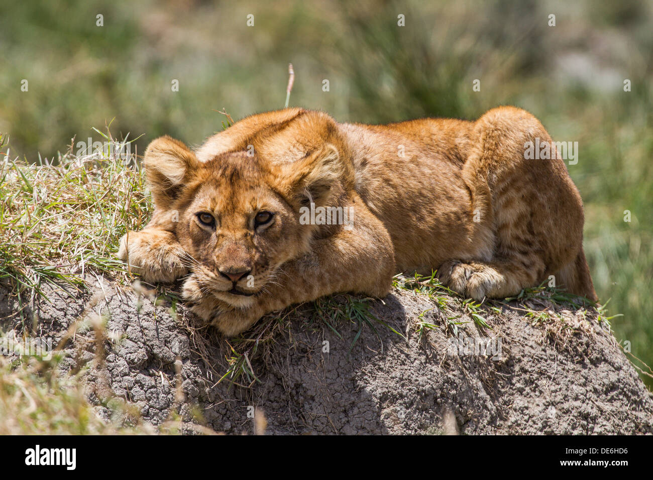 Male lion cub hi-res stock photography and images - Alamy