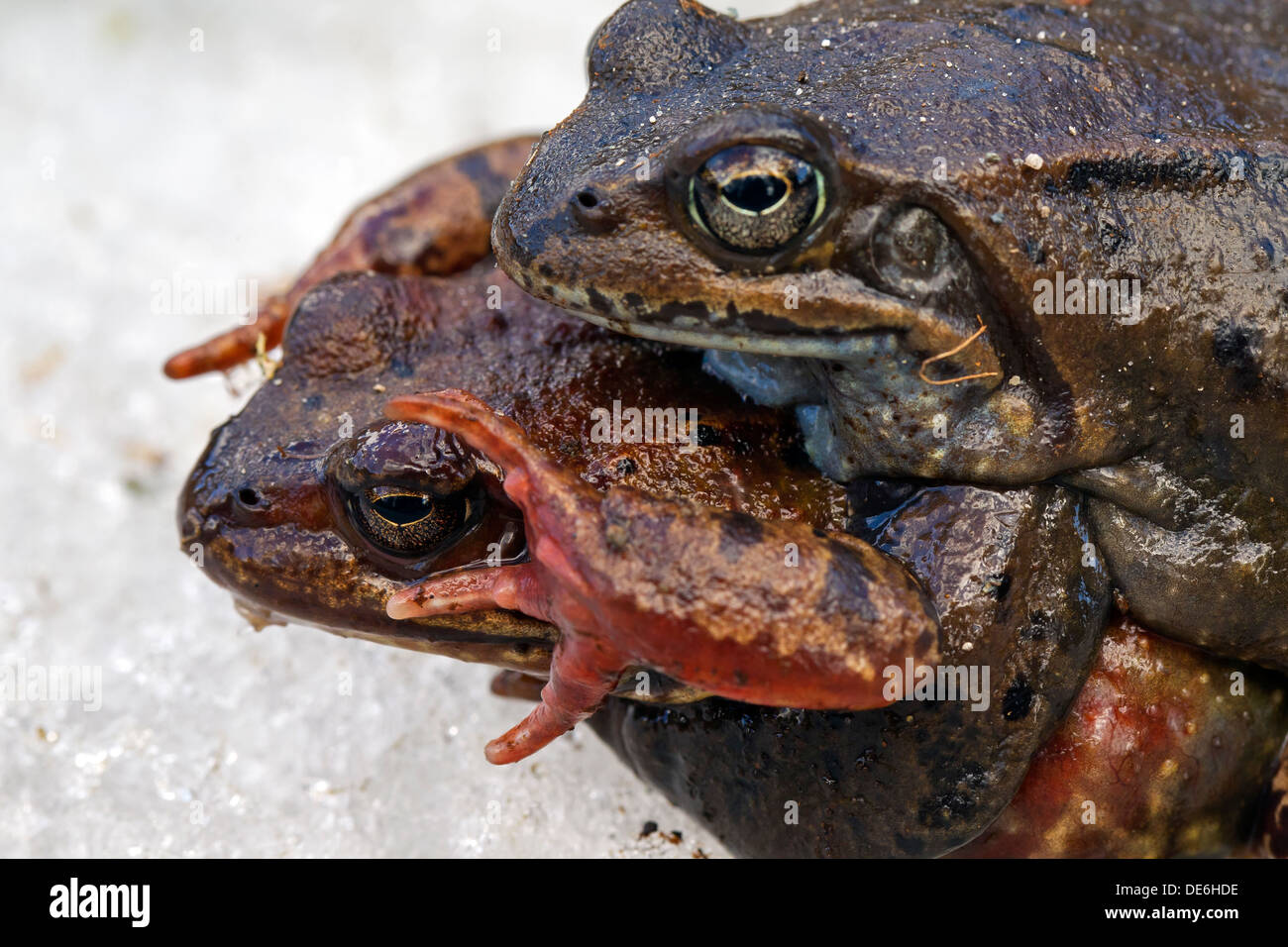 European common brown frogs (Rana temporaria) pair in amplexus ...