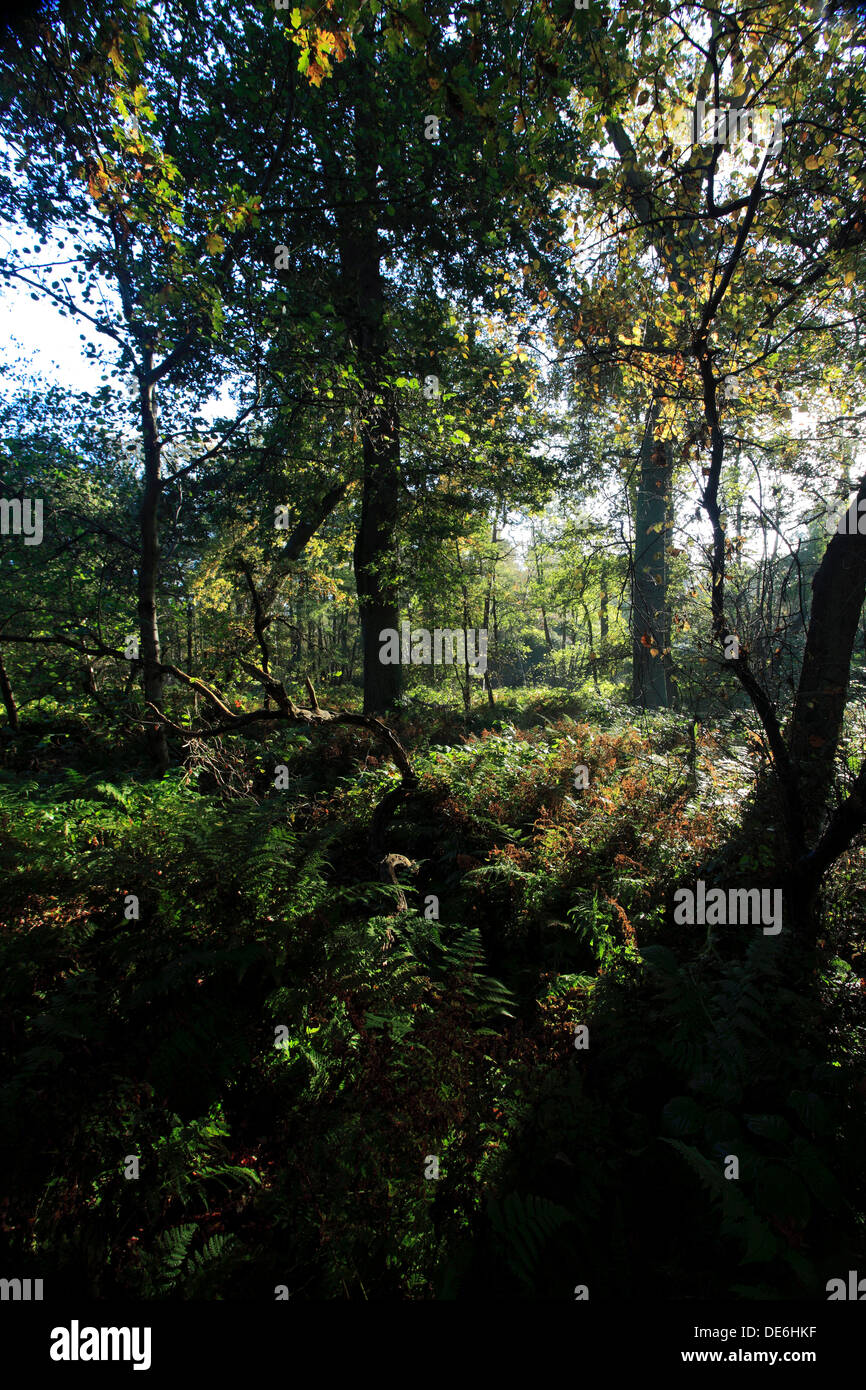 Fern, Bracken in a woodland landscape, autumn colours (Pteridium ...