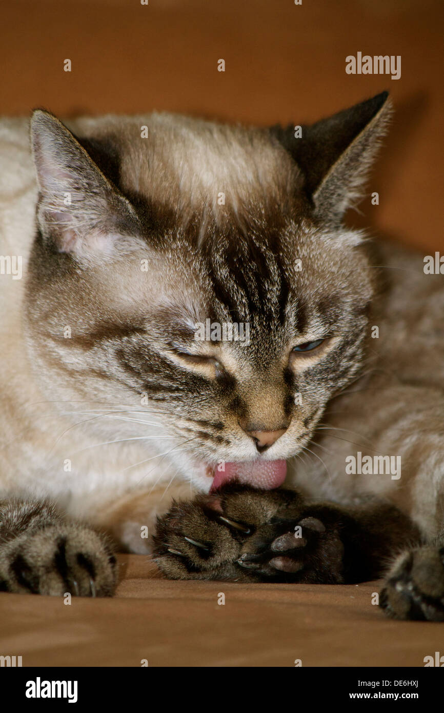 Tongue wash hi-res stock photography and images - Alamy