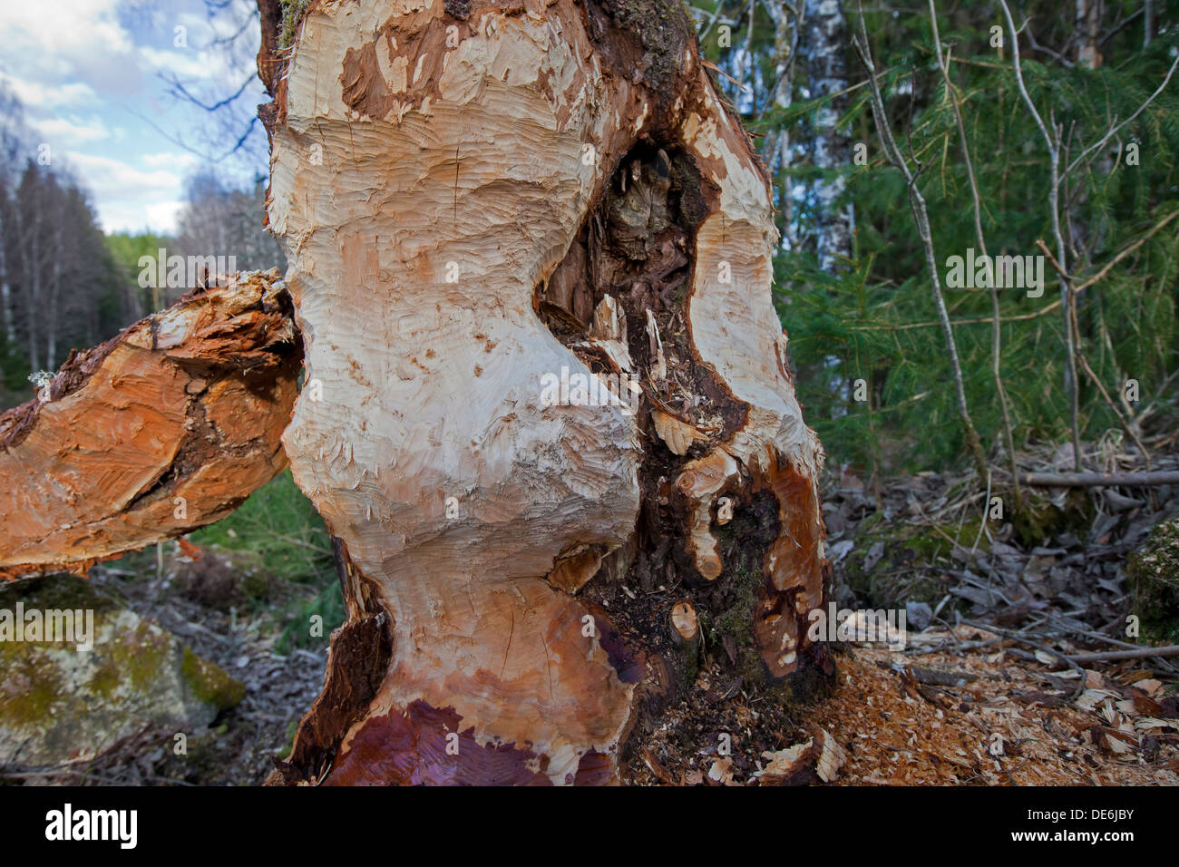 Tree trunk showing teeth marks from gnawing by Eurasian beaver (Castor ...