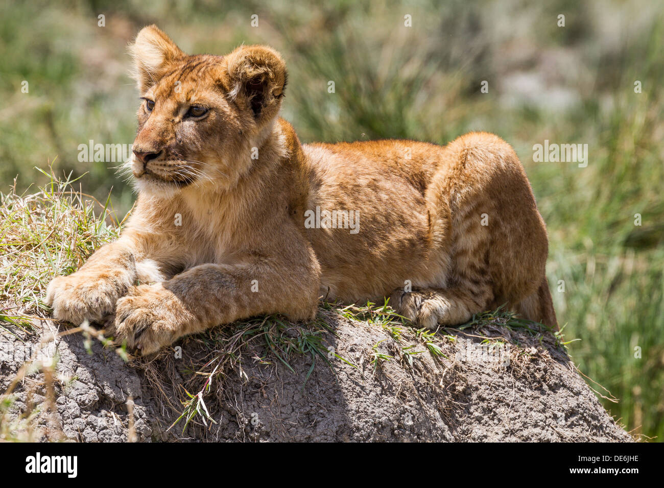 Male lion and cub hi-res stock photography and images - Alamy