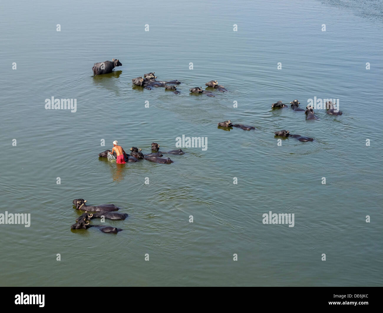 India water buffalo hi-res stock photography and images - Alamy