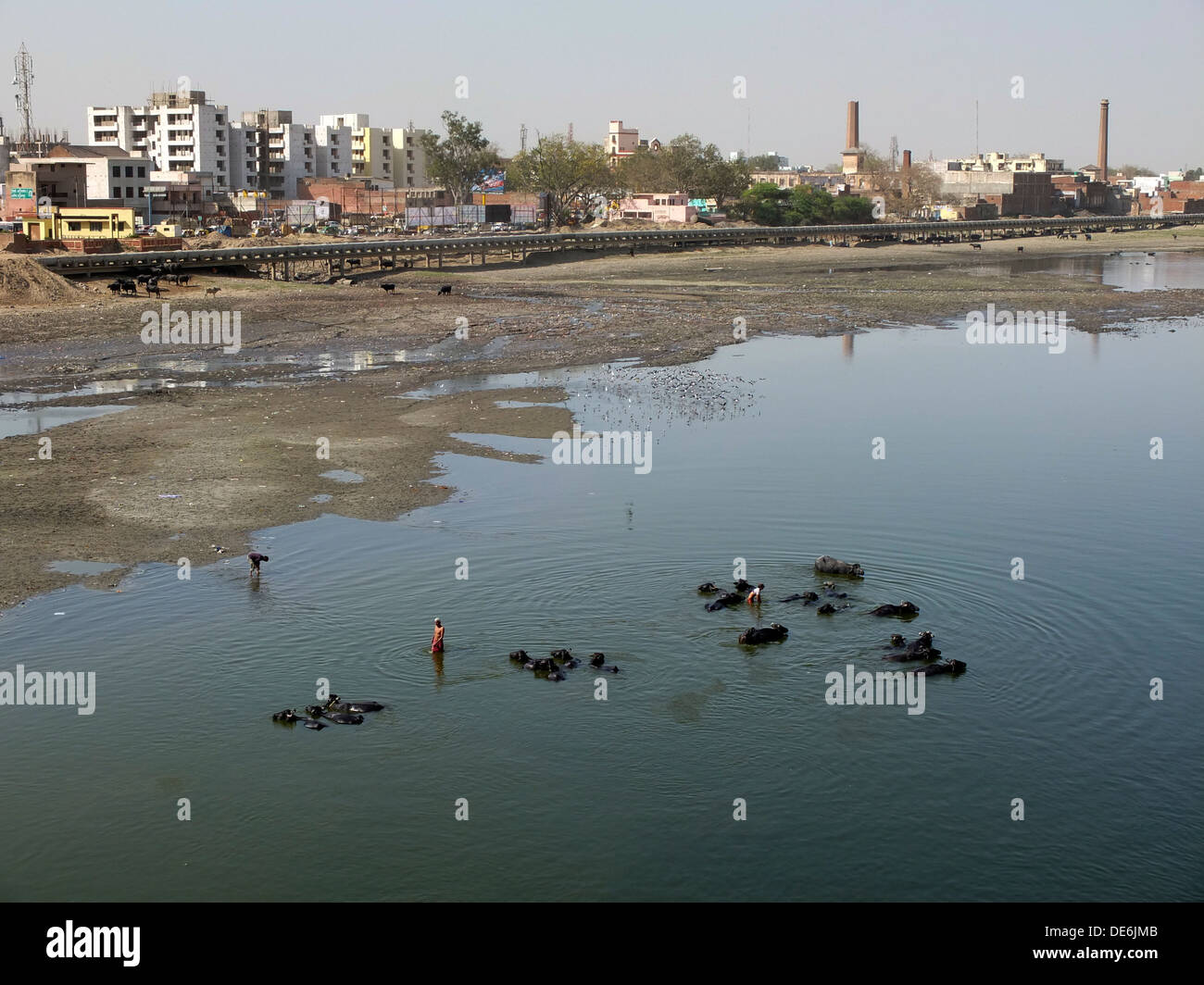 India water buffalo hi-res stock photography and images - Alamy